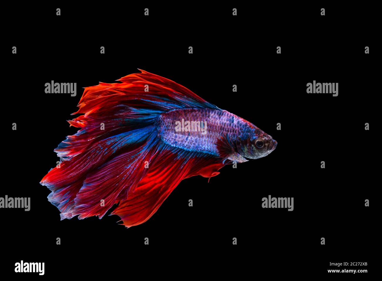 Red and blue betta fish, siamese fighting fish on black background ...