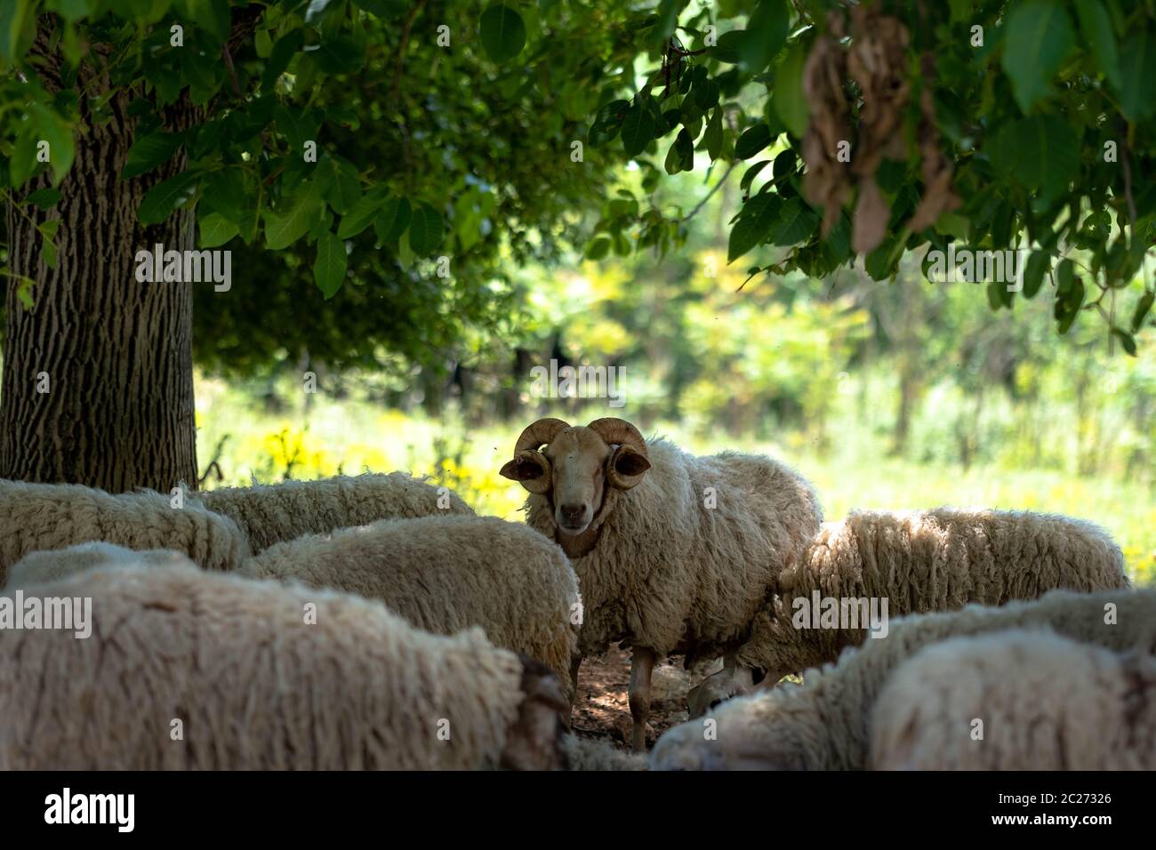 Sheep flock rests in a tree shade. Sheep Standing Under A Tree Stock ...