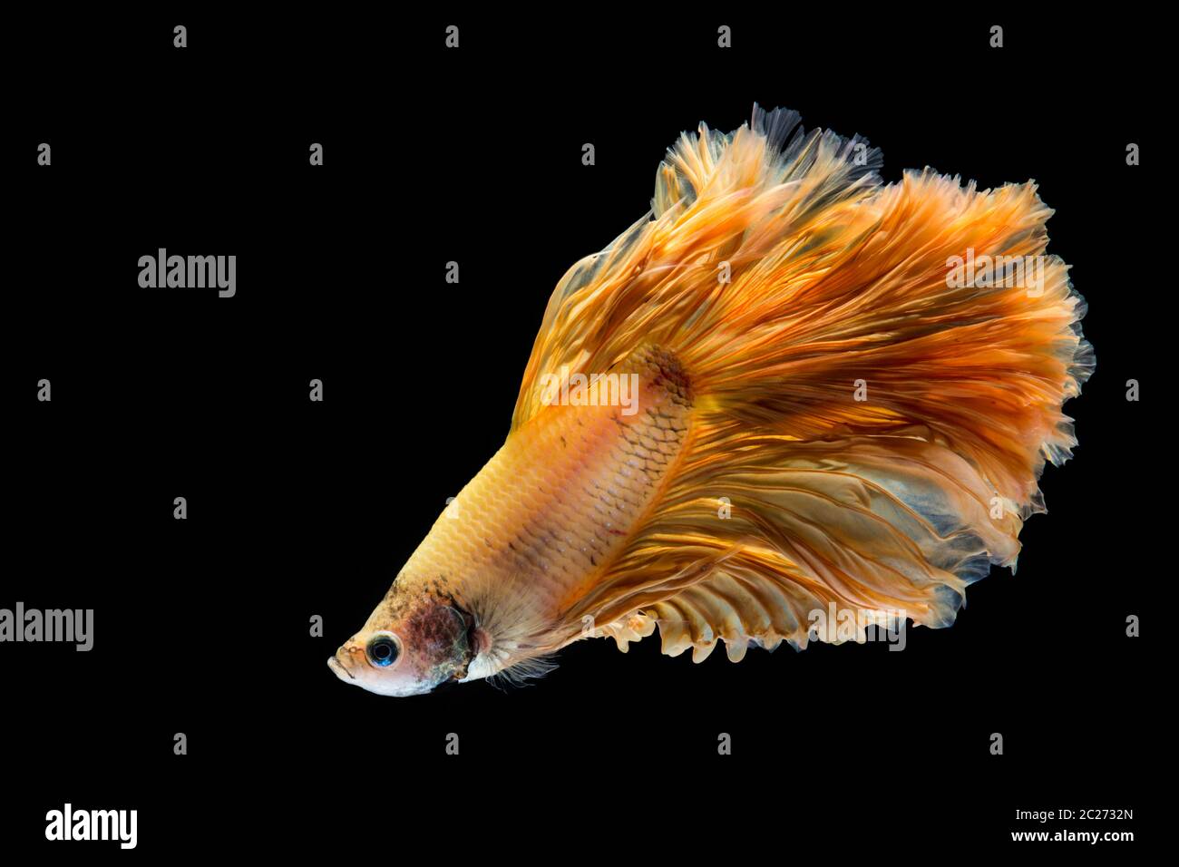 Yellow gold betta fish, siamese fighting fish on black background Stock ...