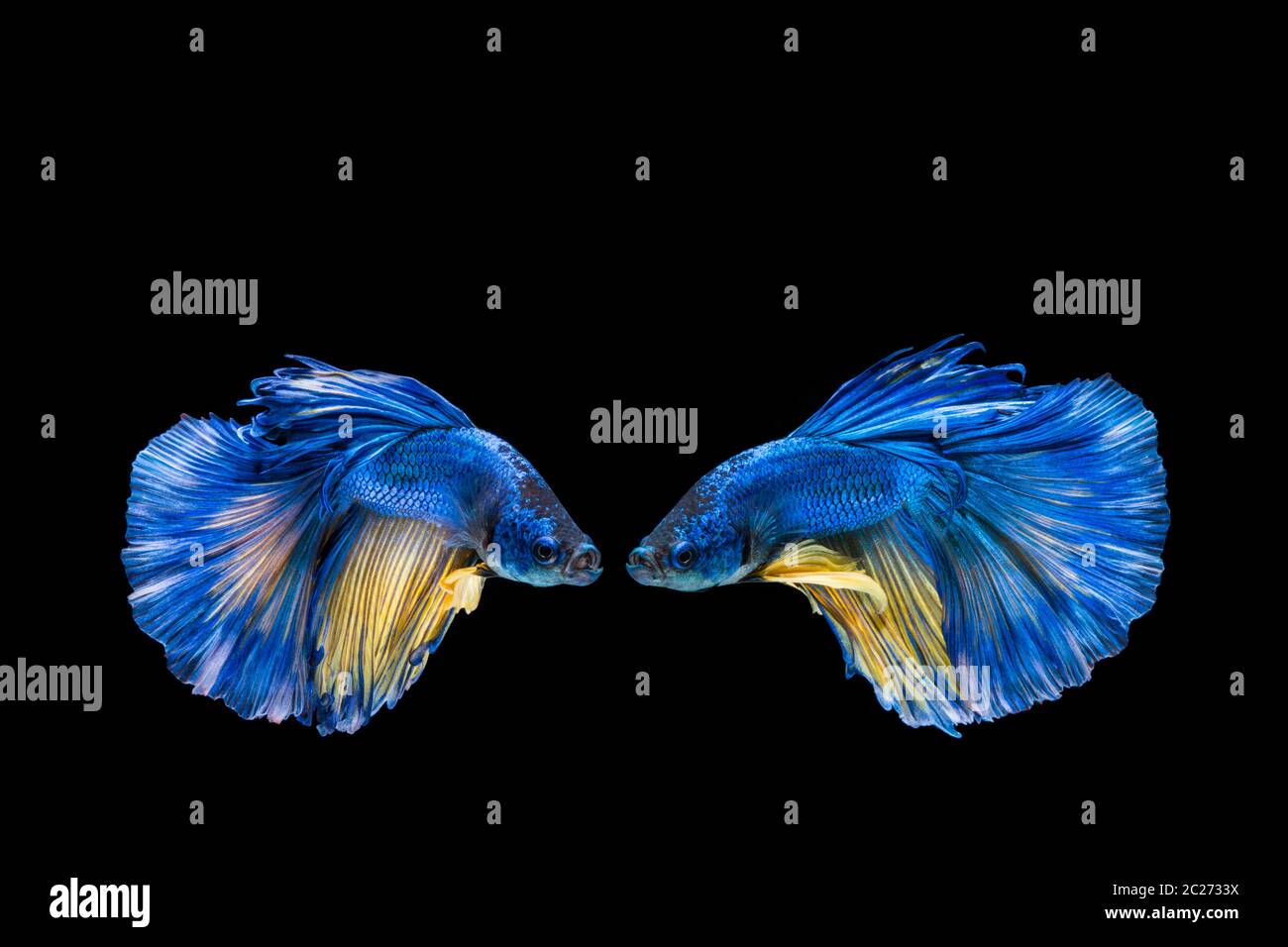 Blue and yellow betta fish, siamese fighting fish on black background ...