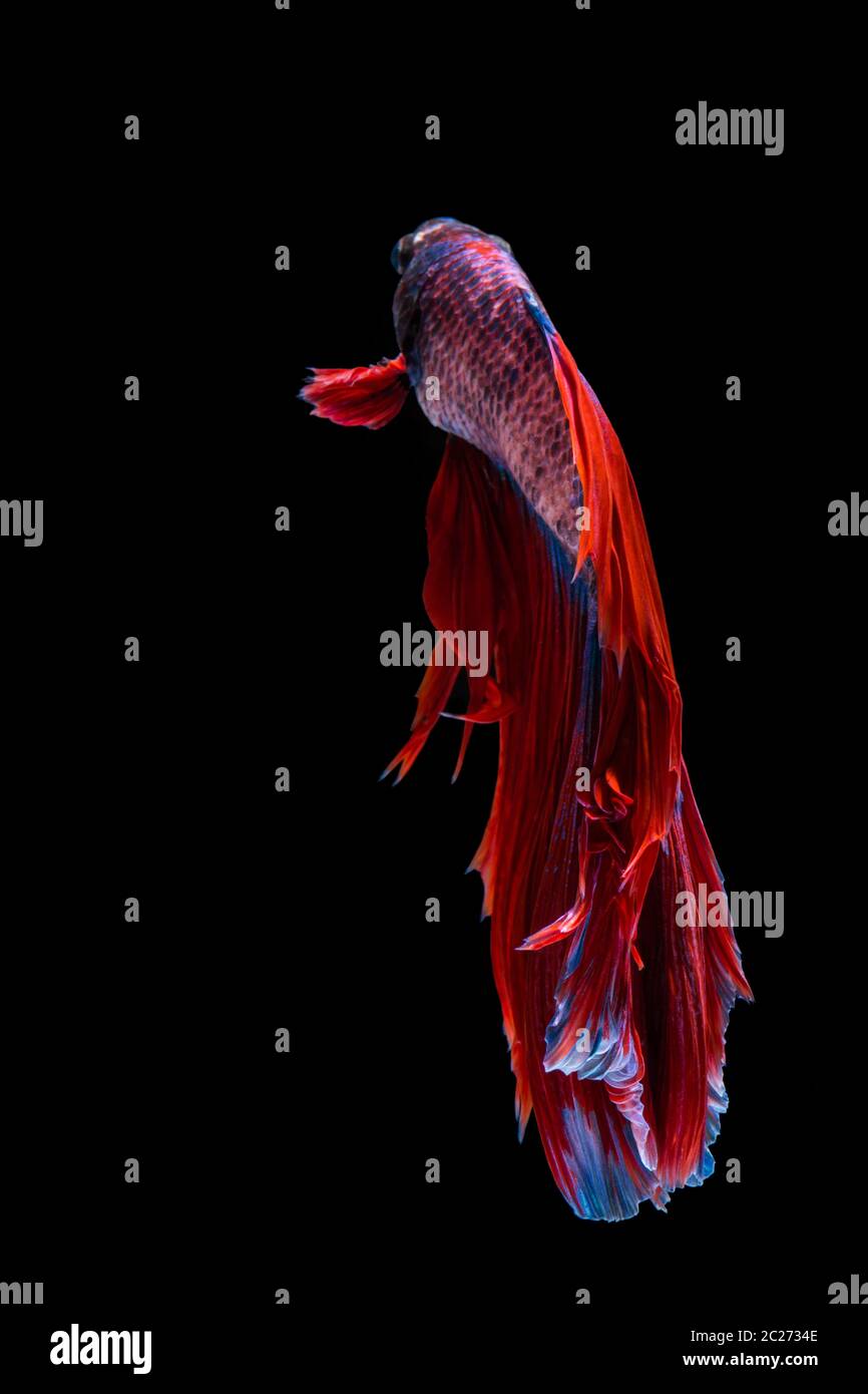 Red and blue betta fish, siamese fighting fish on black background ...