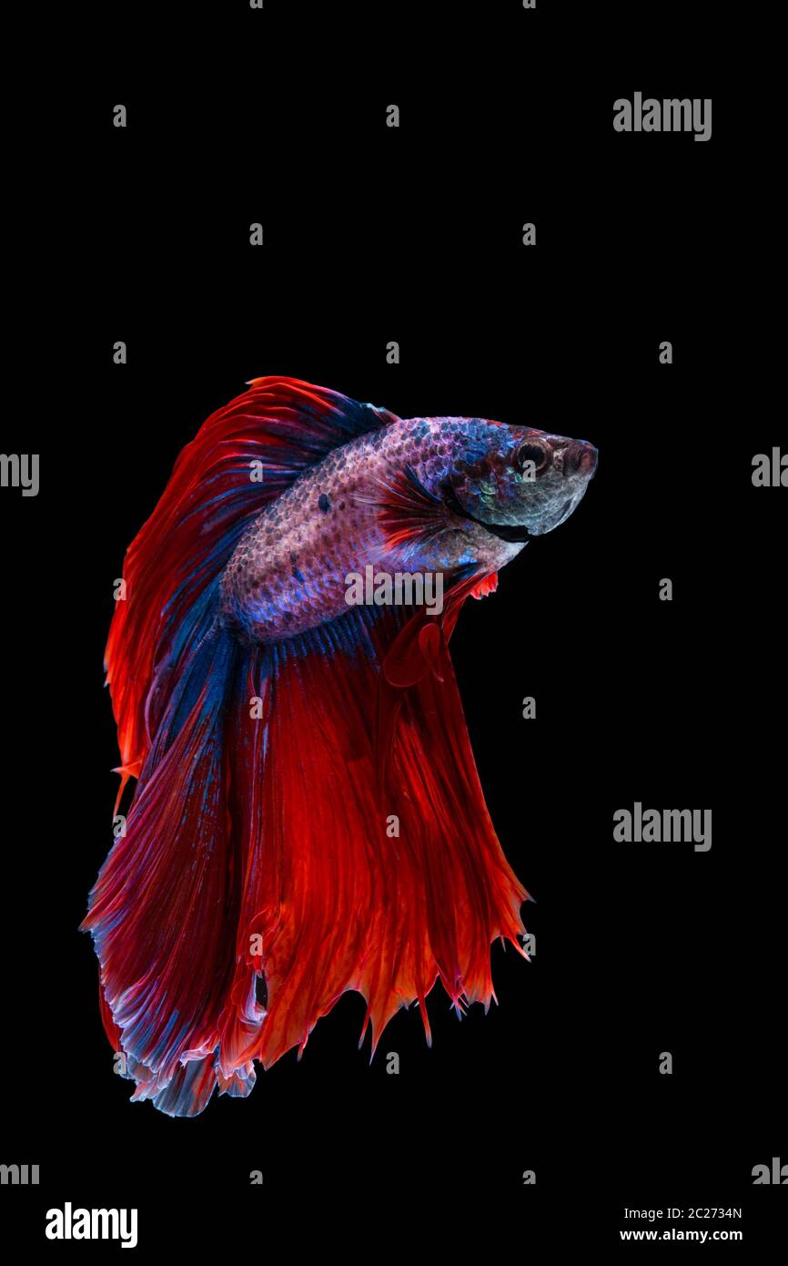 Red and blue betta fish, siamese fighting fish on black background ...