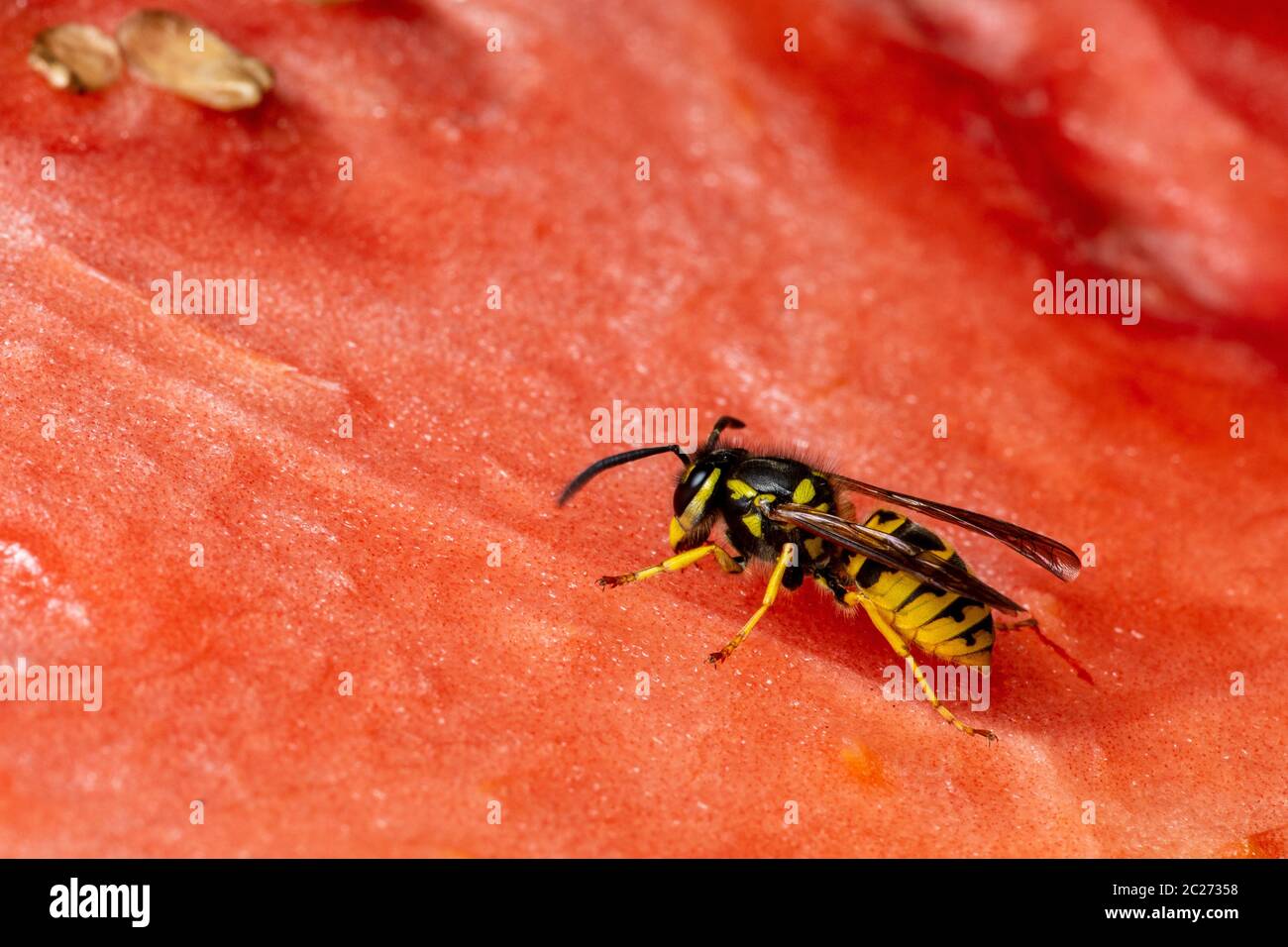 A Dangerous Wasp on Food Stock Photo - Alamy