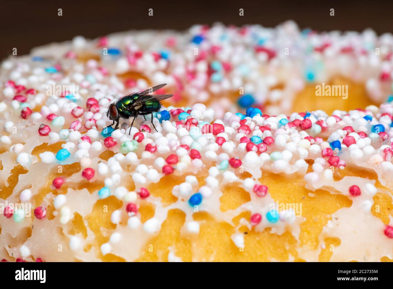 Housefly hi-res stock photography and images - Alamy