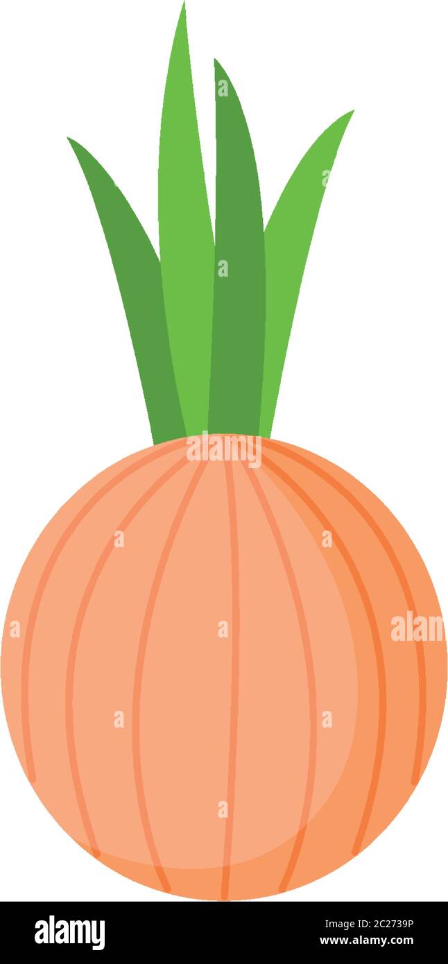 onion design, Vegetable organic food healthy fresh natural and market ...