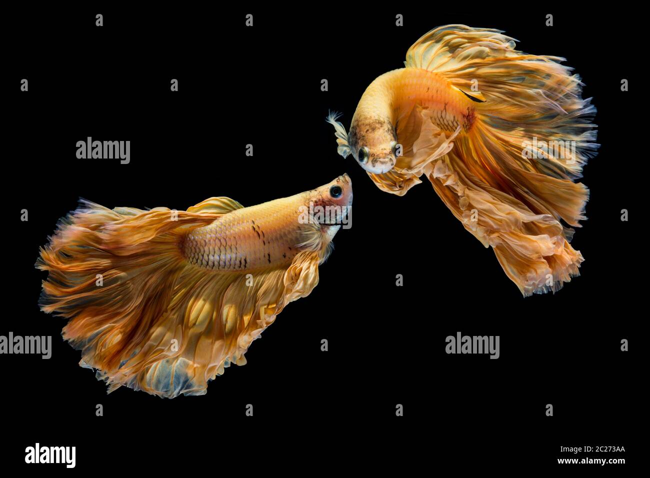 Yellow gold betta fish, siamese fighting fish on black background Stock ...