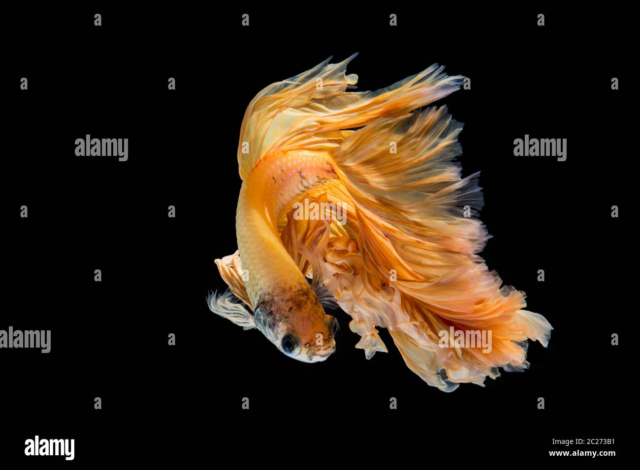 Yellow gold betta fish, siamese fighting fish on black background Stock ...