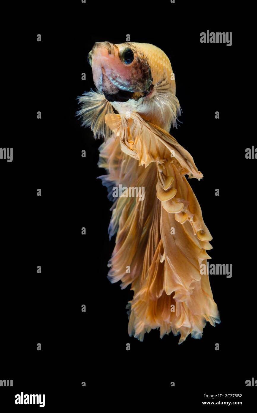 Yellow gold betta fish, siamese fighting fish on black background Stock ...