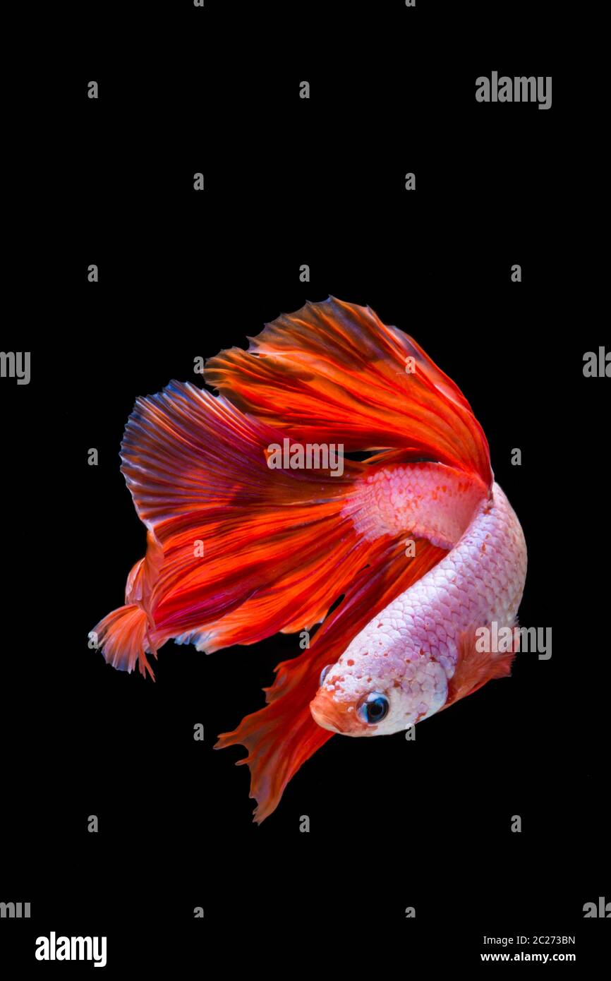 Pink and red betta fish, siamese fighting fish on black background ...