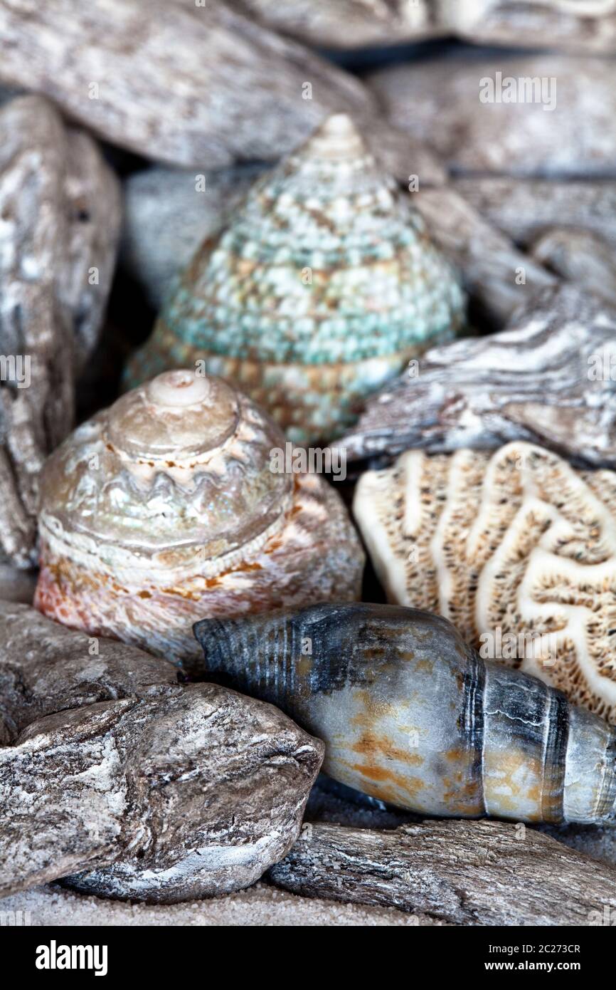 still life with seashells and driftwood Stock Photo - Alamy