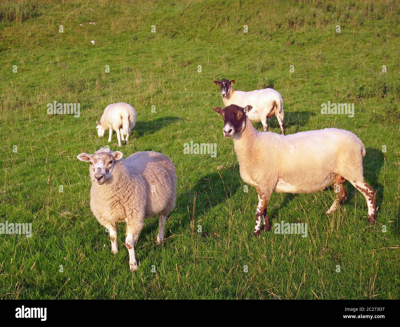Four sheep of mixed colours grazing on a grass hillside meadow Stock ...