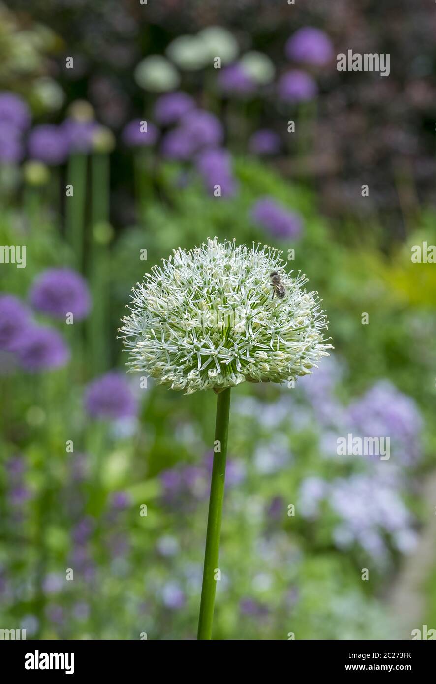 Ornamental garlic (Allium sp Stock Photo - Alamy