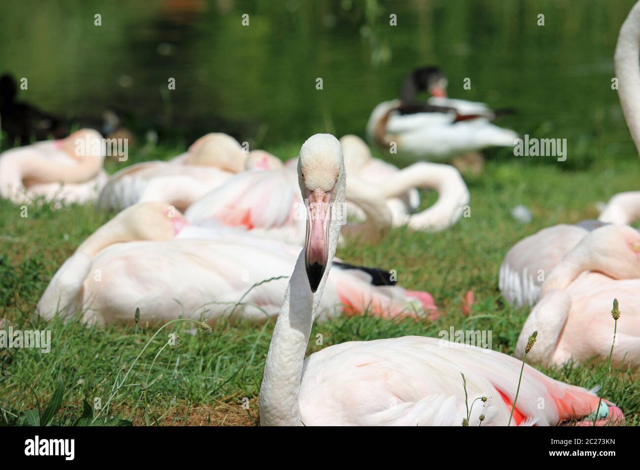 Facing forward hi-res stock photography and images - Alamy