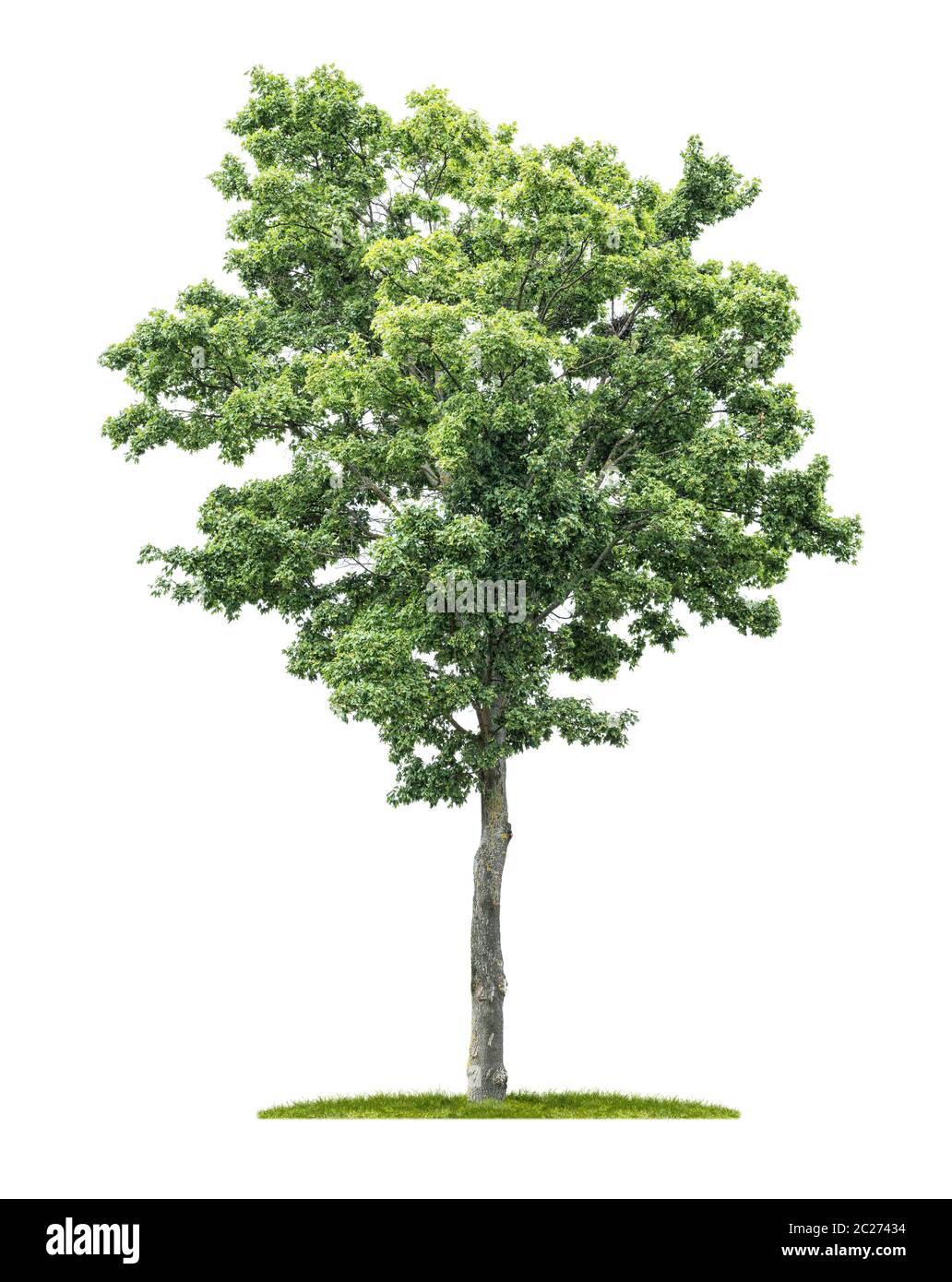 An isolated maple tree on a white background Stock Photo - Alamy