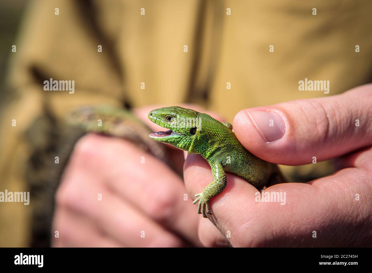 Lizard biologist holds hi-res stock photography and images - Alamy