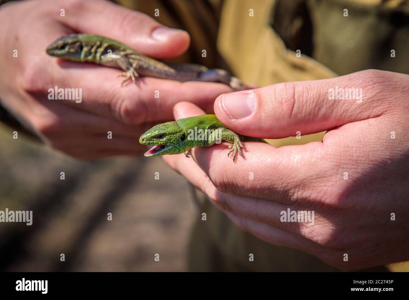 Hands wall animal hi-res stock photography and images - Alamy