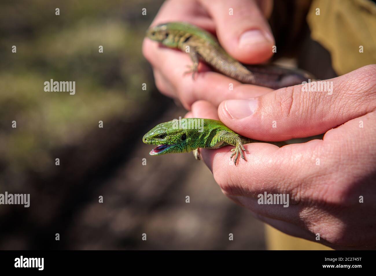 male sand lizard in the hands Stock Photo - Alamy