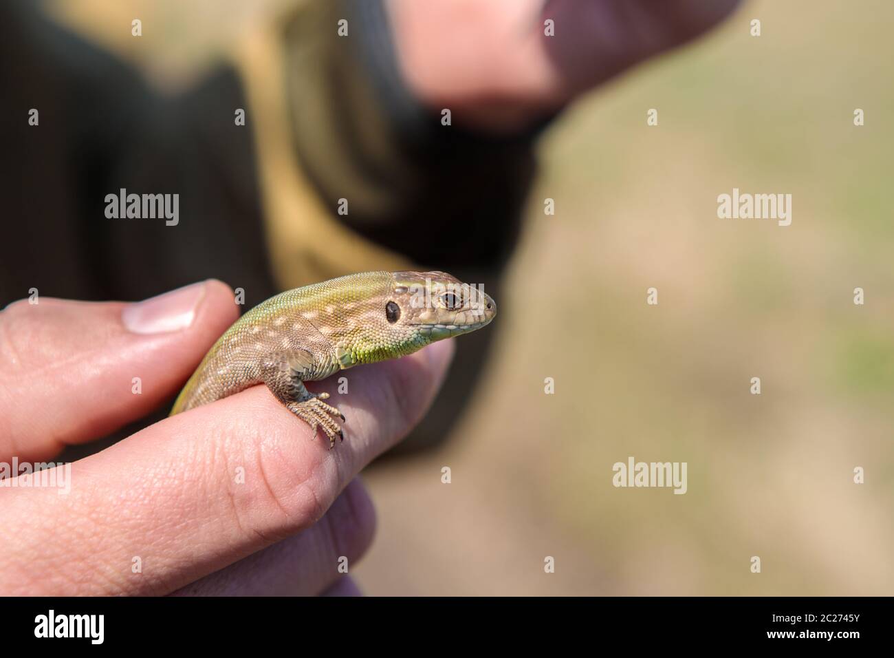 Lizard biologist holds hi-res stock photography and images - Alamy