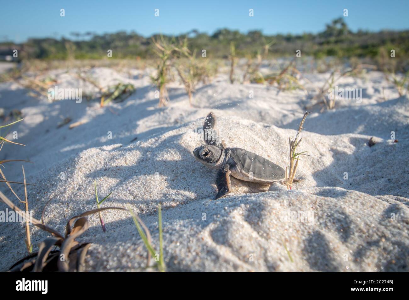 Baby Green sea turtle on the beach on the Swahili coast, Tanzania Stock ...