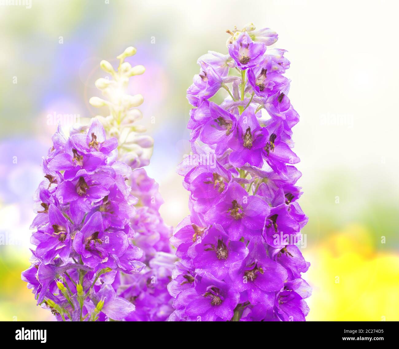 The larkspur, delphinium, in purple color with pastel background Stock ...