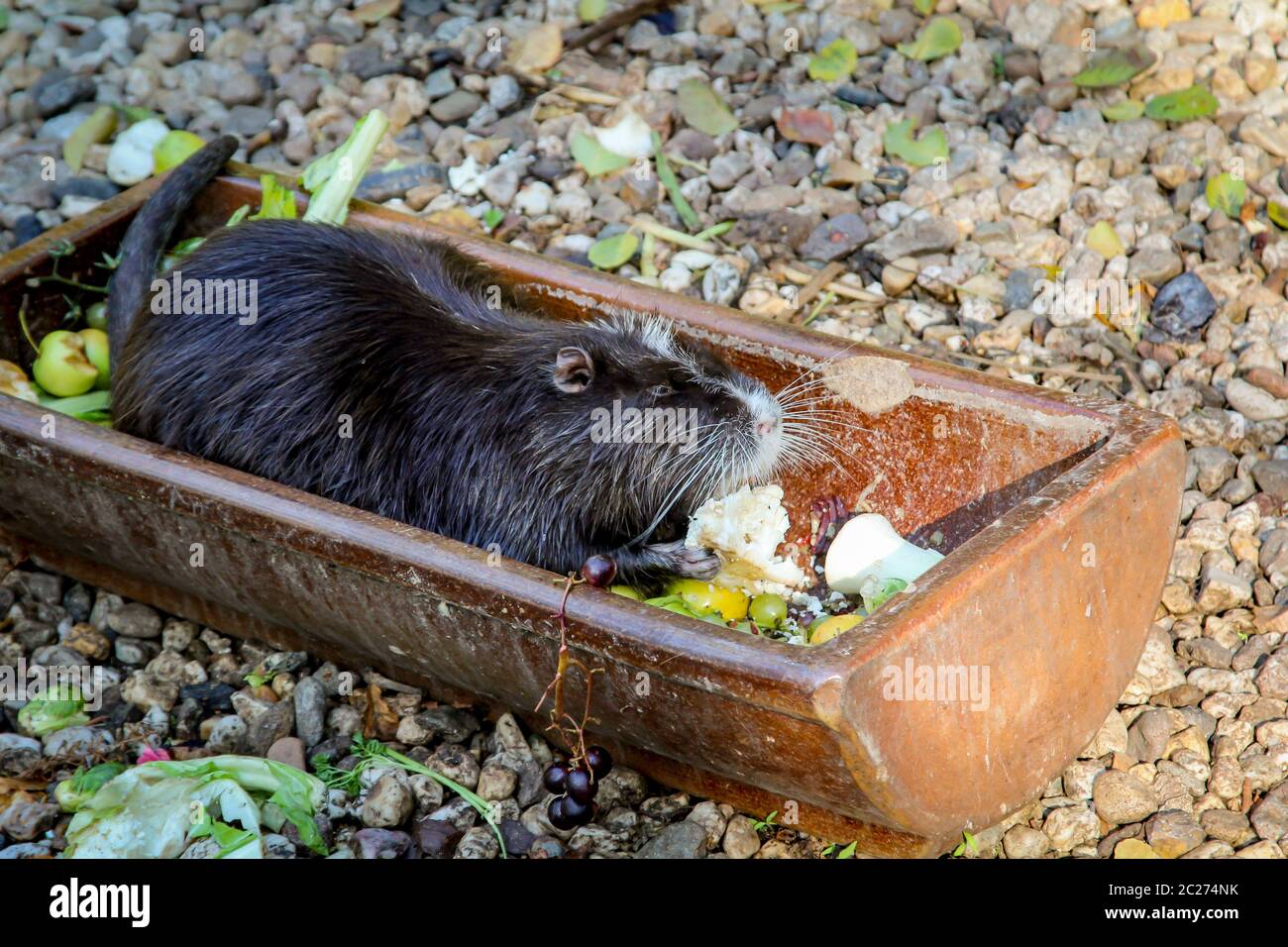 A nutria hi-res stock photography and images - Alamy