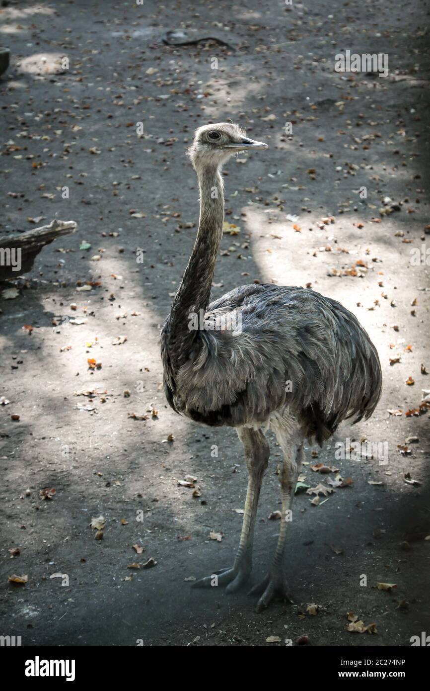Closeup of the emu Stock Photo - Alamy
