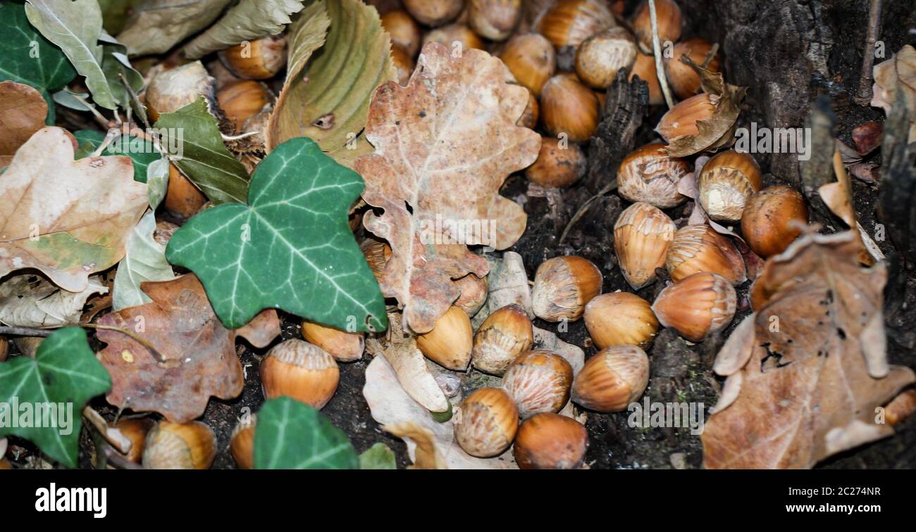 Hazelnuts as feed for the animals on the forest floor Stock Photo - Alamy