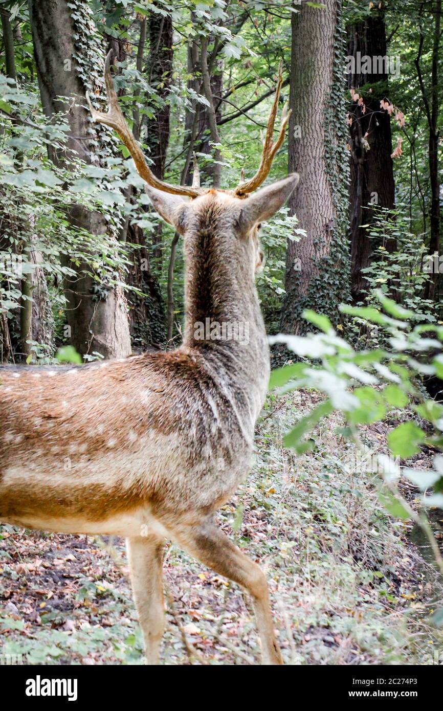a deer in the forest Stock Photo - Alamy