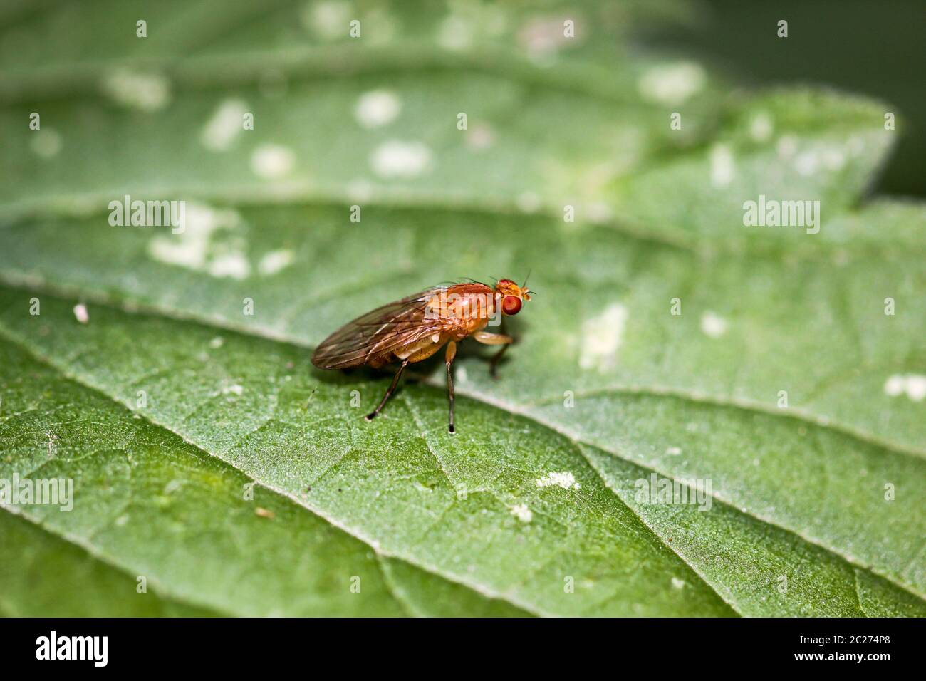 Chip fly hi-res stock photography and images - Alamy