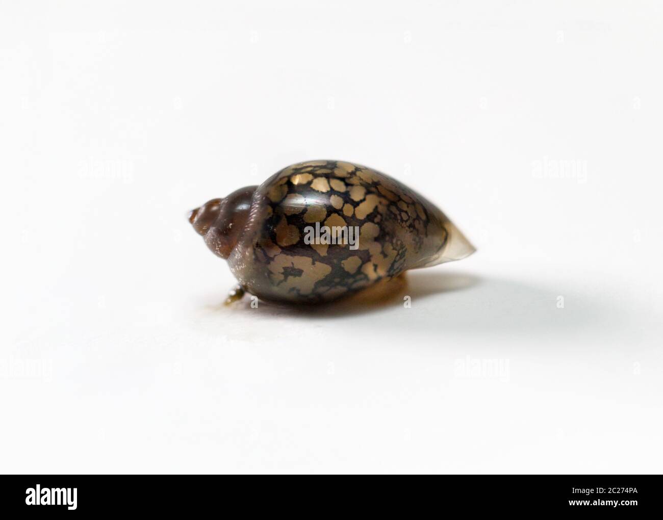 detail of a bubble snail Stock Photo - Alamy