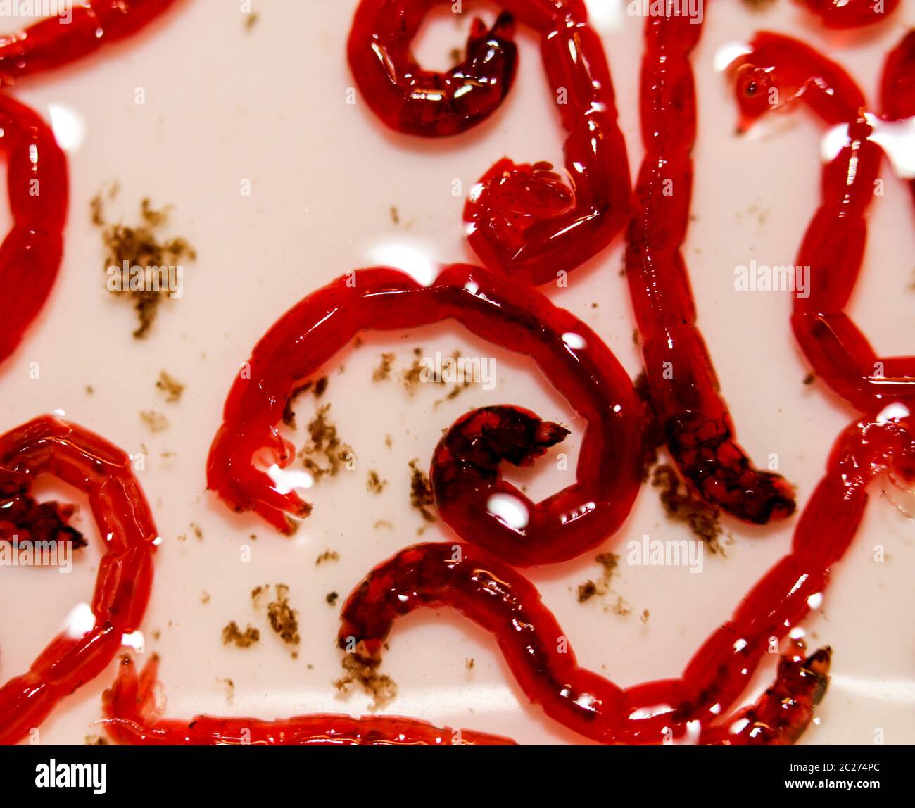 Close up very many small slippery red mosquito larvae moths on white ...