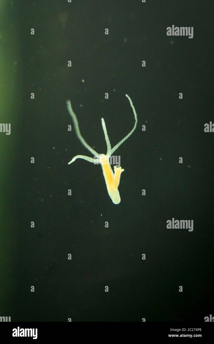 Hydra is a genus of small fresh-water animals of the phylum Cnidaria ...