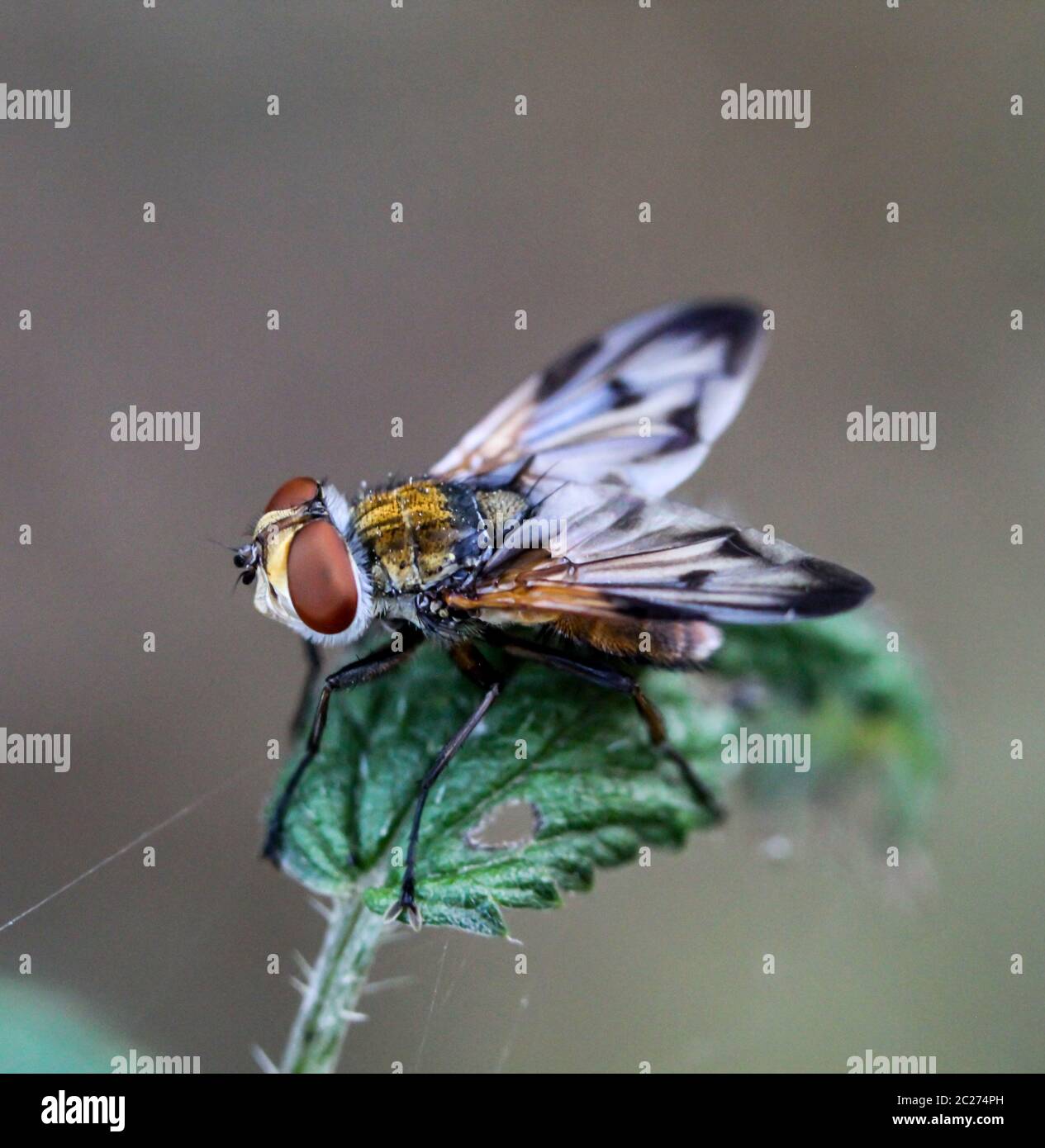 Chip Fly High Resolution Stock Photography and Images - Alamy