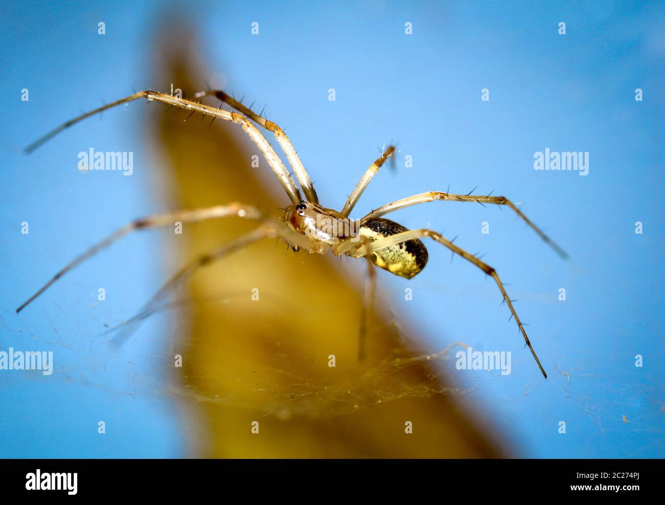 Details of a spider Stock Photo - Alamy
