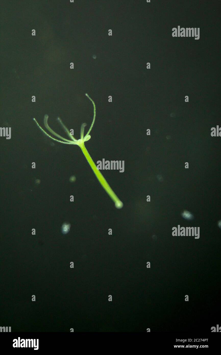 Hydra Cnidaria Slide