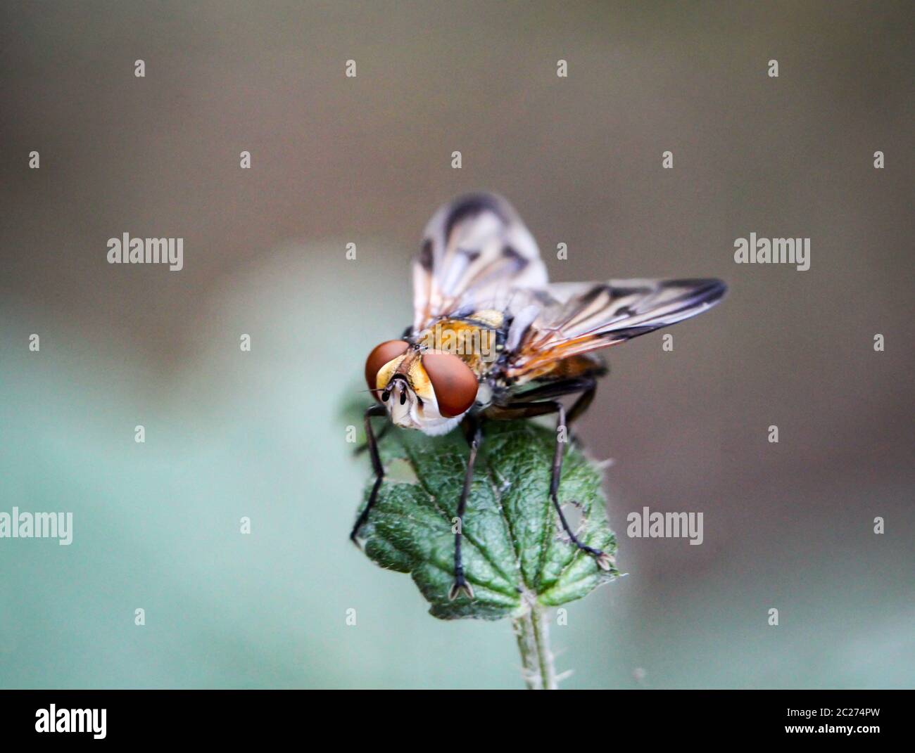 Chip fly hi-res stock photography and images - Alamy