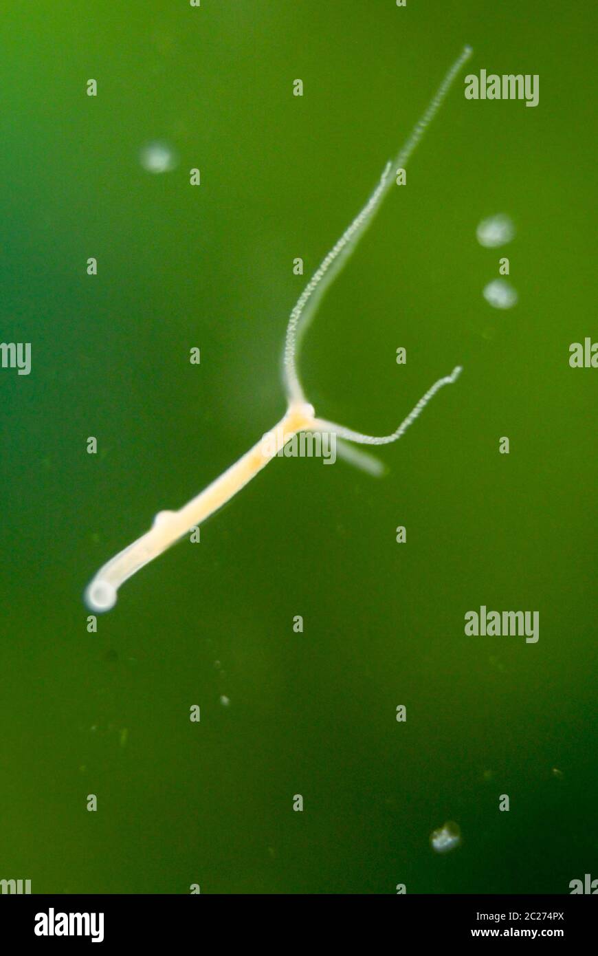 Hydra is a genus of small fresh-water animals of the phylum Cnidaria ...