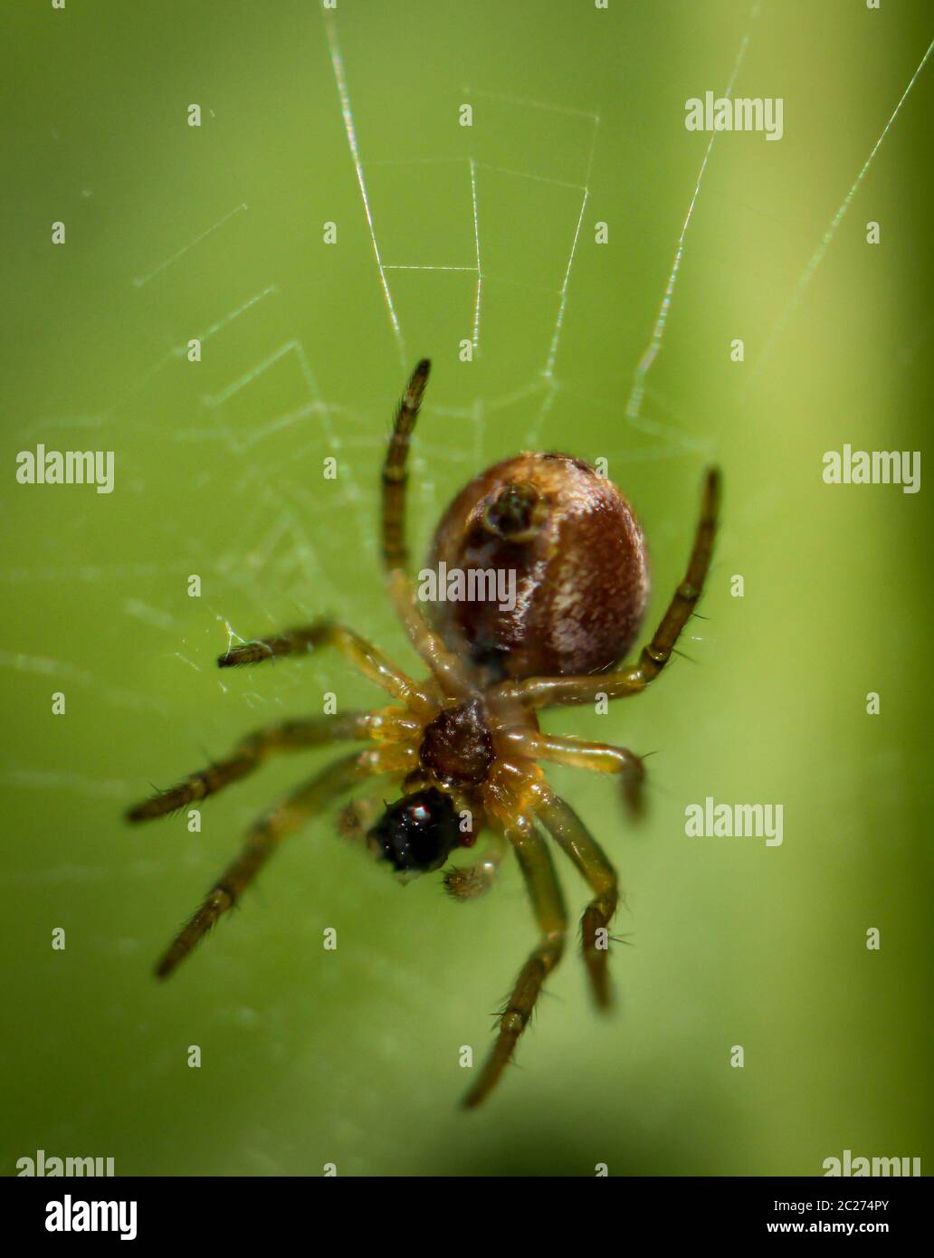 Details of a spider Stock Photo - Alamy