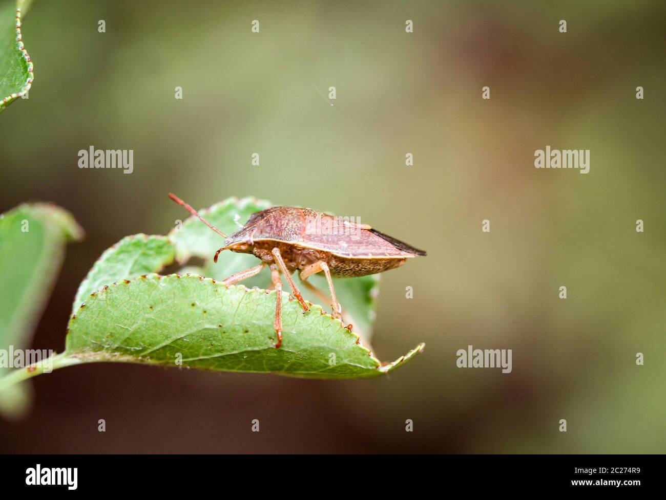 Thistle shield beetle hi-res stock photography and images - Alamy