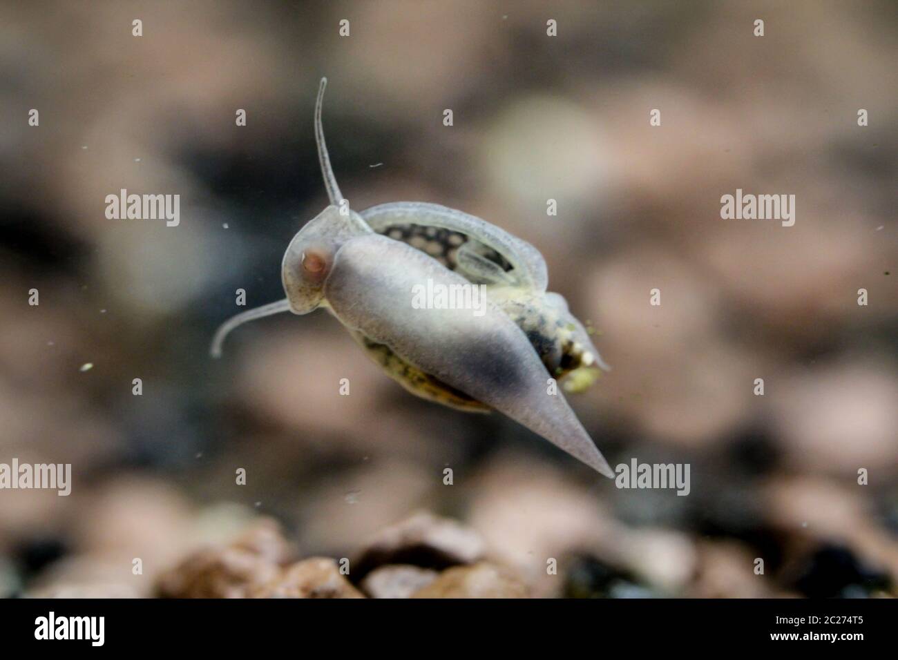 detail of a bubble snail Stock Photo - Alamy