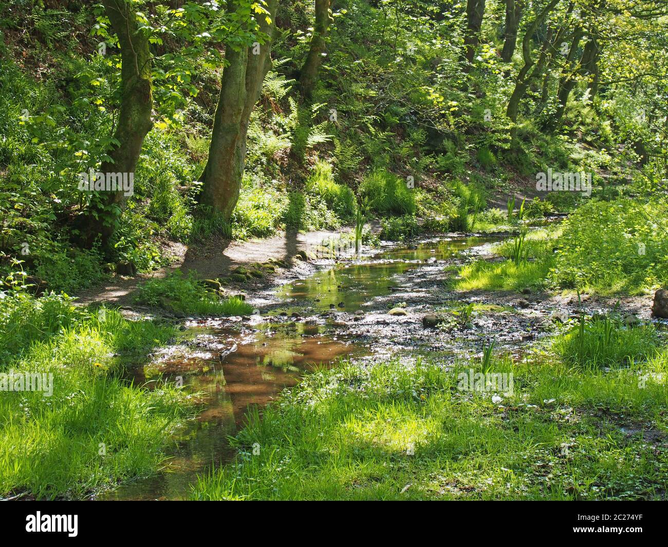 Wetland brid hi-res stock photography and images - Alamy
