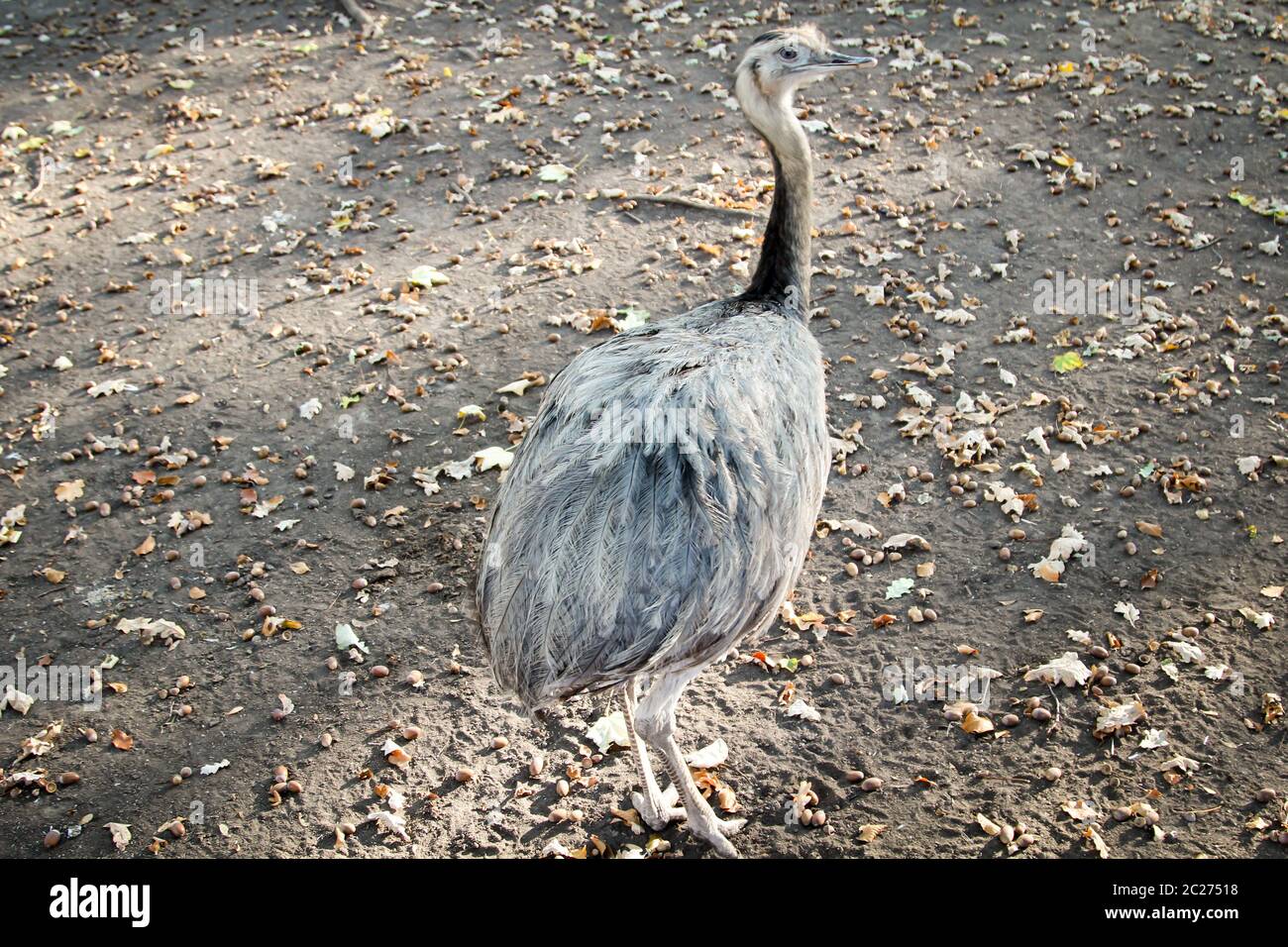 Emu closeup hi-res stock photography and images - Alamy