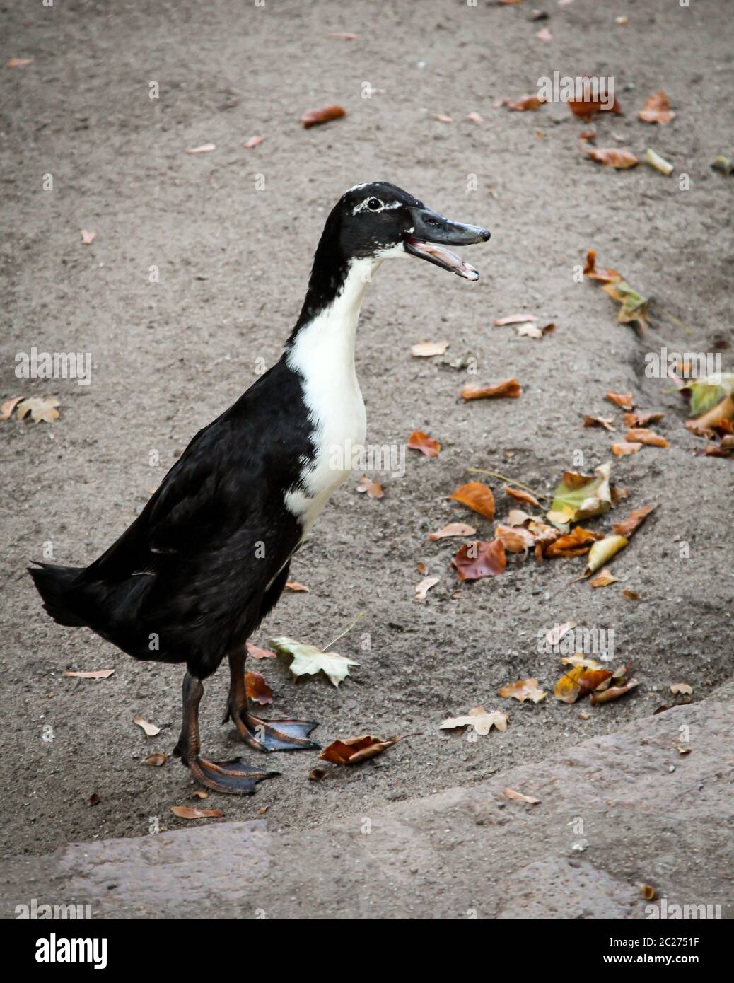 a runners duck Stock Photo - Alamy