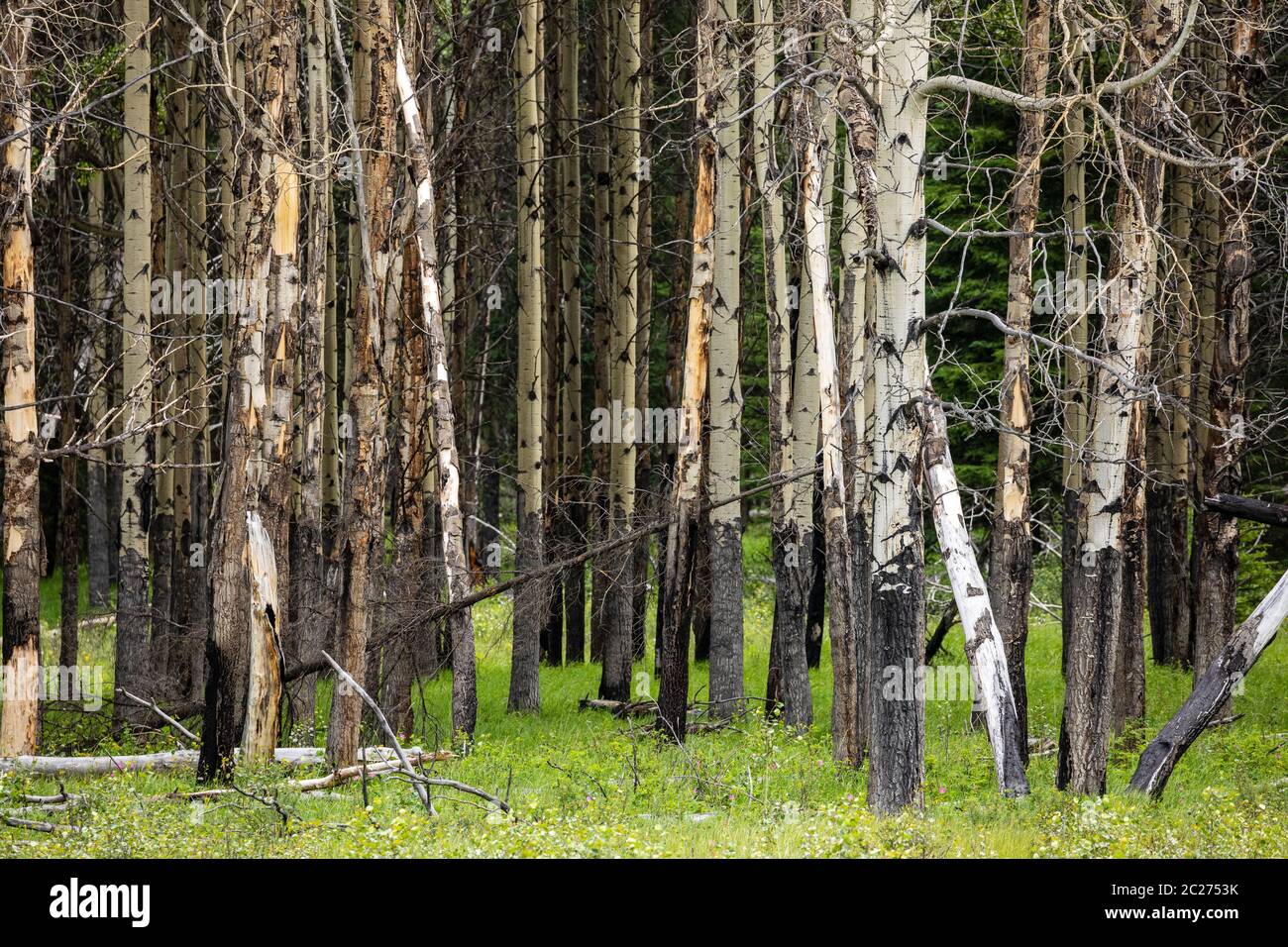 Birch trees alberta canada hi-res stock photography and images - Alamy