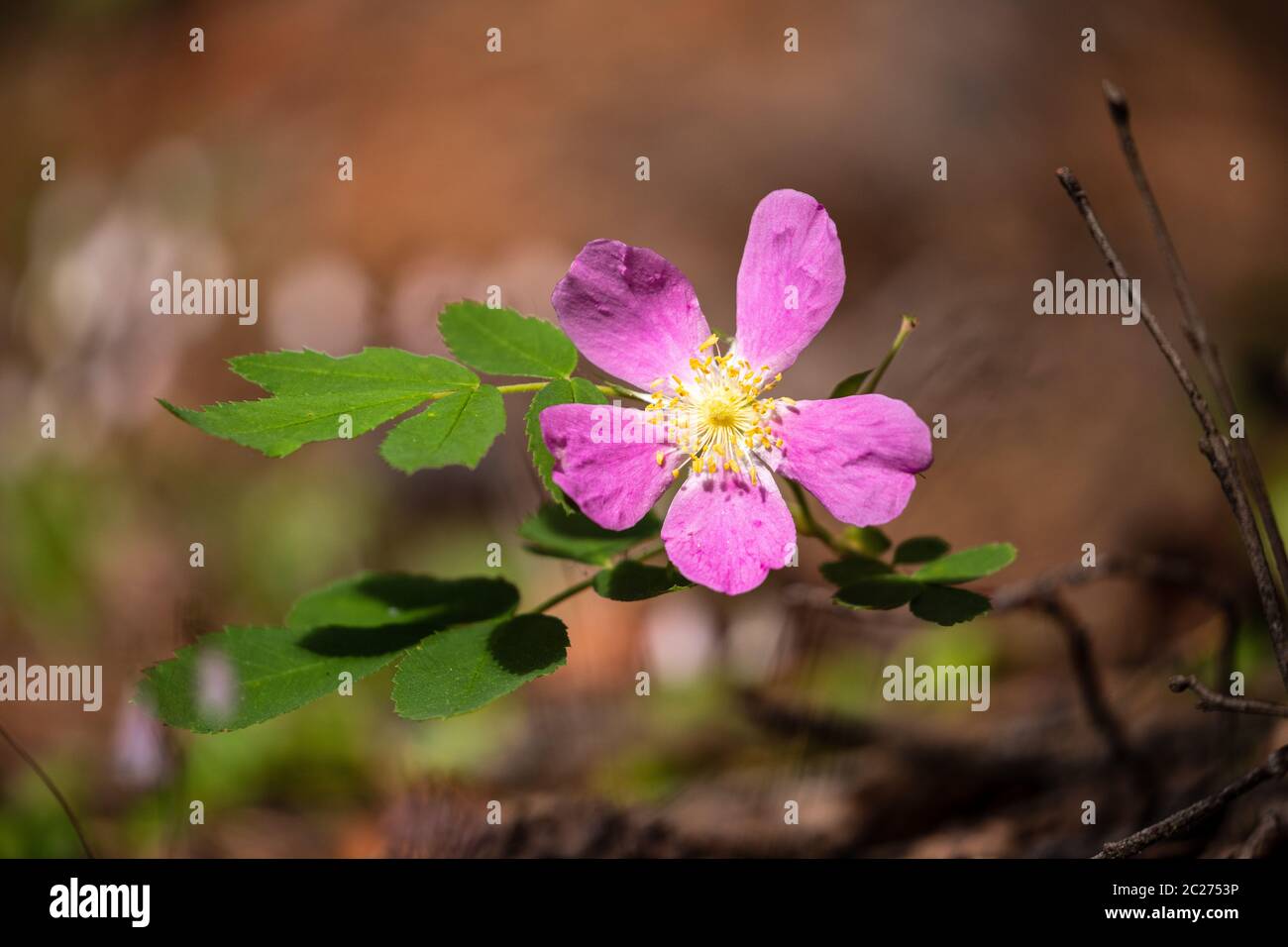 Alberta wild rose hi-res stock photography and images - Alamy