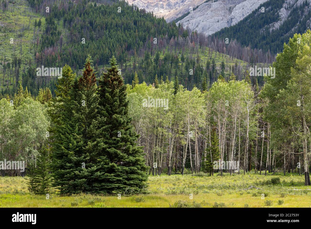 Birch trees alberta canada hi-res stock photography and images - Alamy