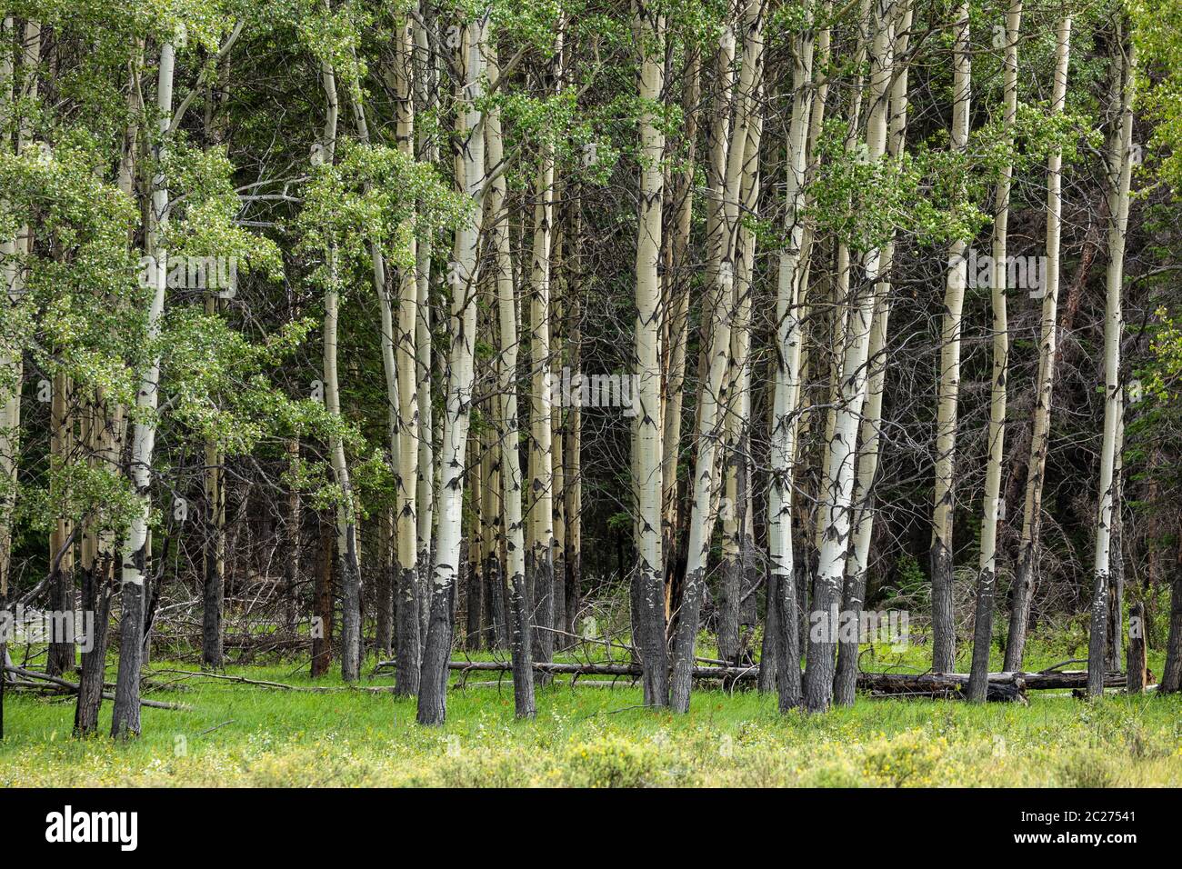 Birch trees alberta canada hi-res stock photography and images - Alamy