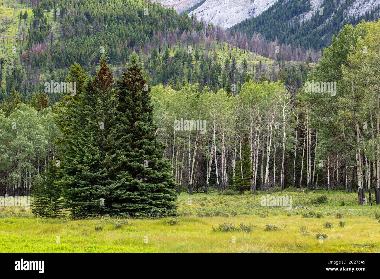 Birch trees alberta canada hi-res stock photography and images - Alamy