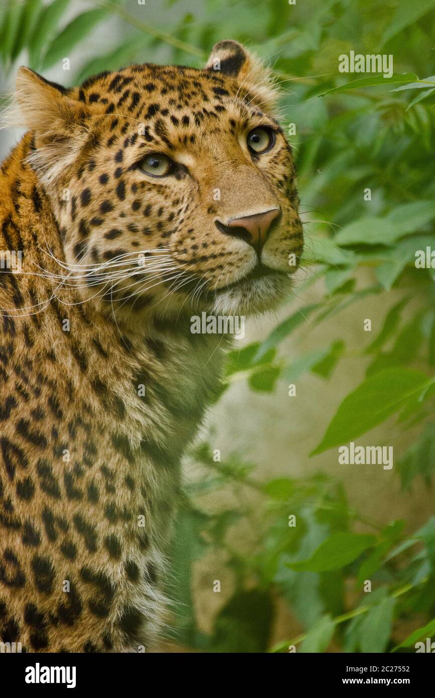 Baby North Chinese Leopard