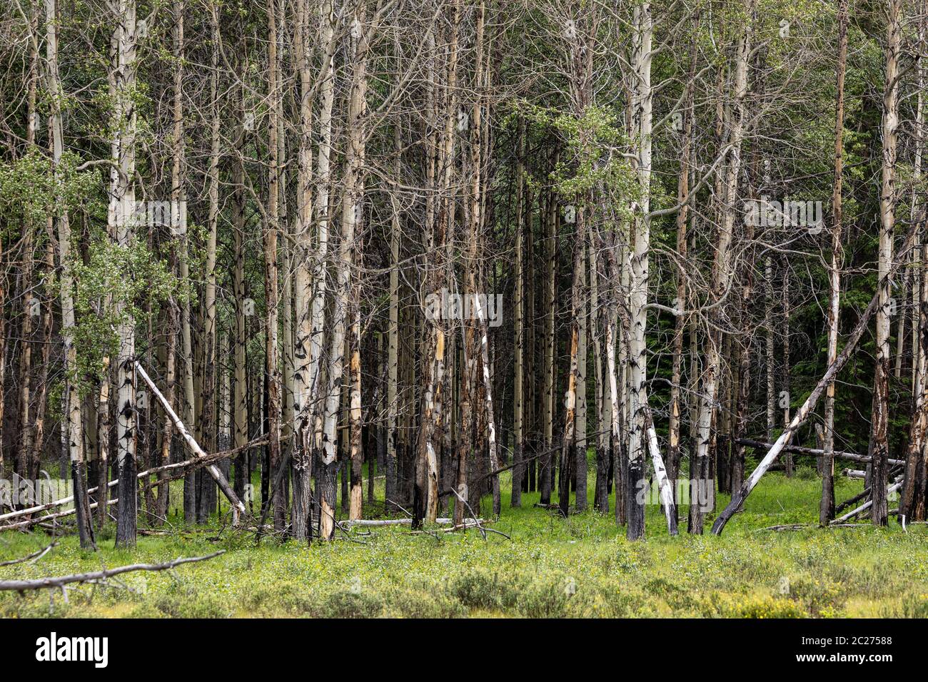 Birch trees alberta canada hi-res stock photography and images - Alamy